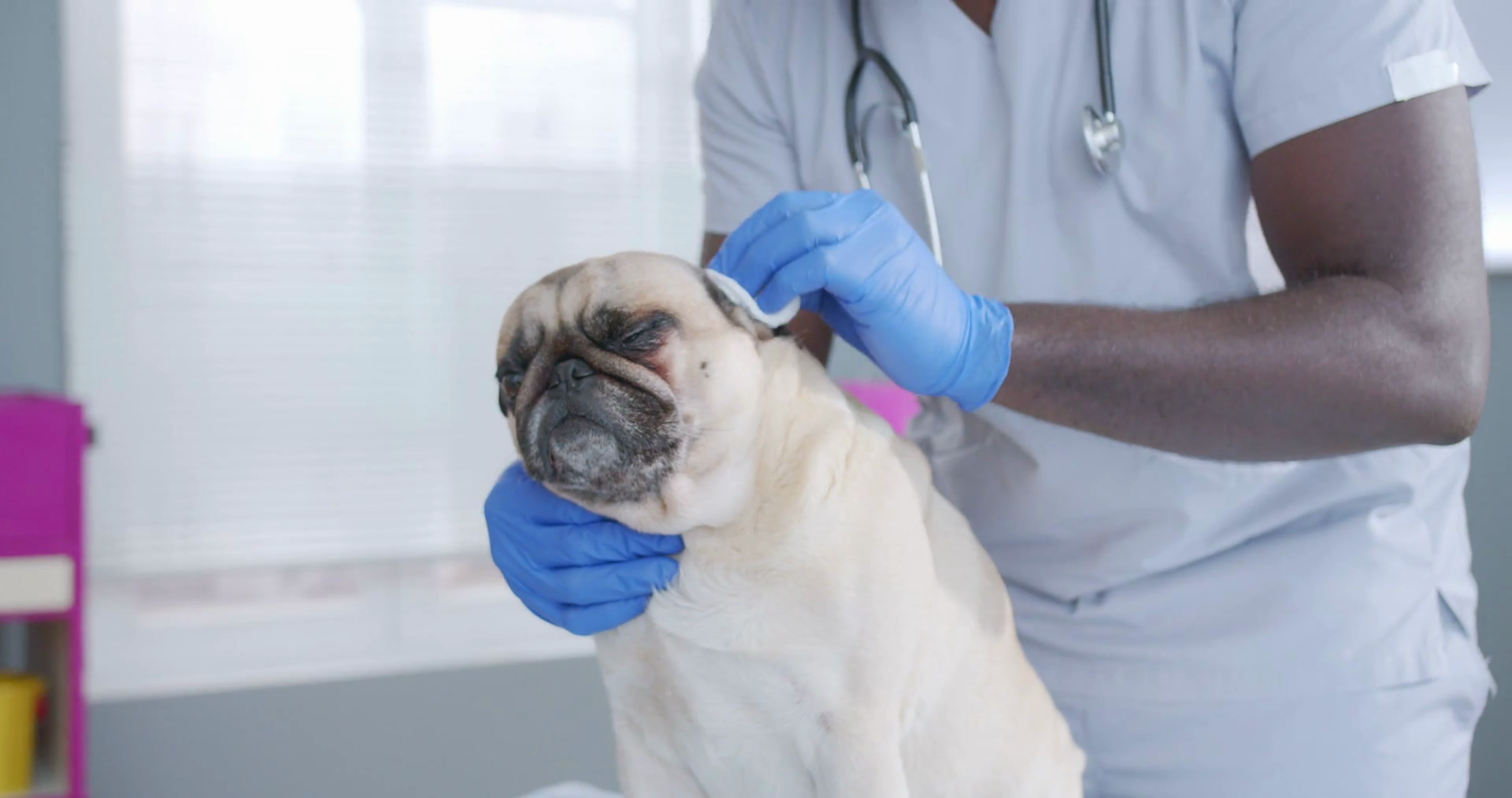 Close Up On Sad Scared Pug Dog Bet Doctor Stock Footage SBV-348443903 ...