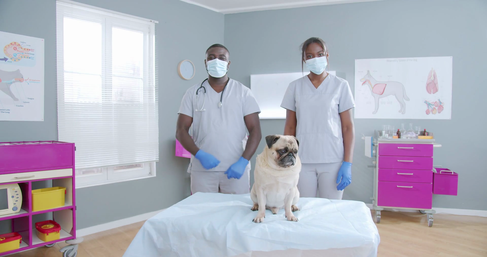 Two African American Proffesional Vet Stock Footage SBV-348443960 ...