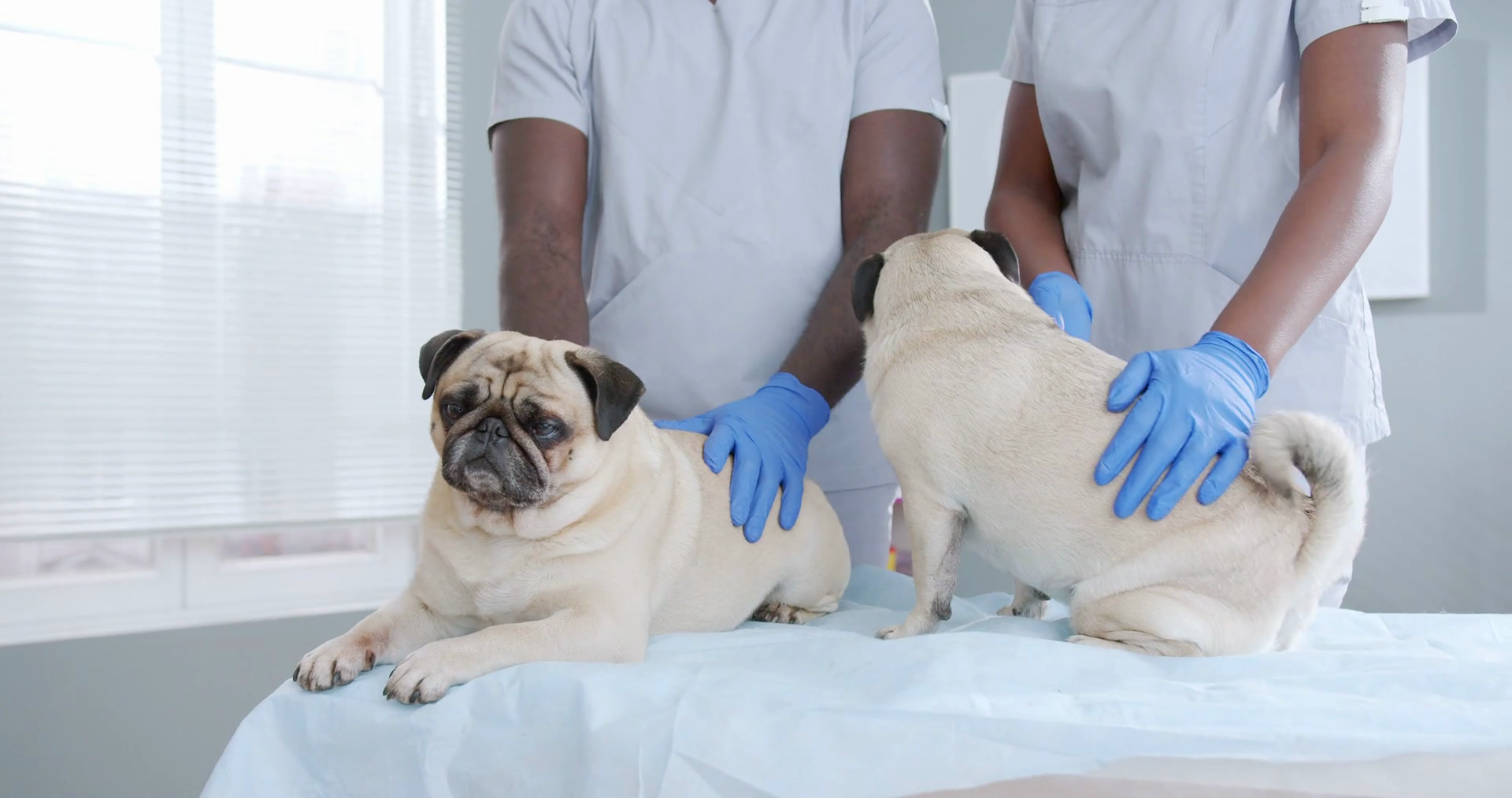 Close Up Portrait On Two Pug Dogs Lying On Stock Footage SBV-348444028 ...