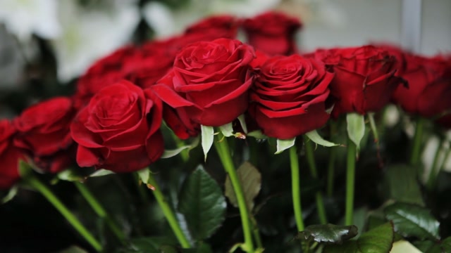 Roses Stock Footage: Royalty-Free Video Clips - Storyblocks