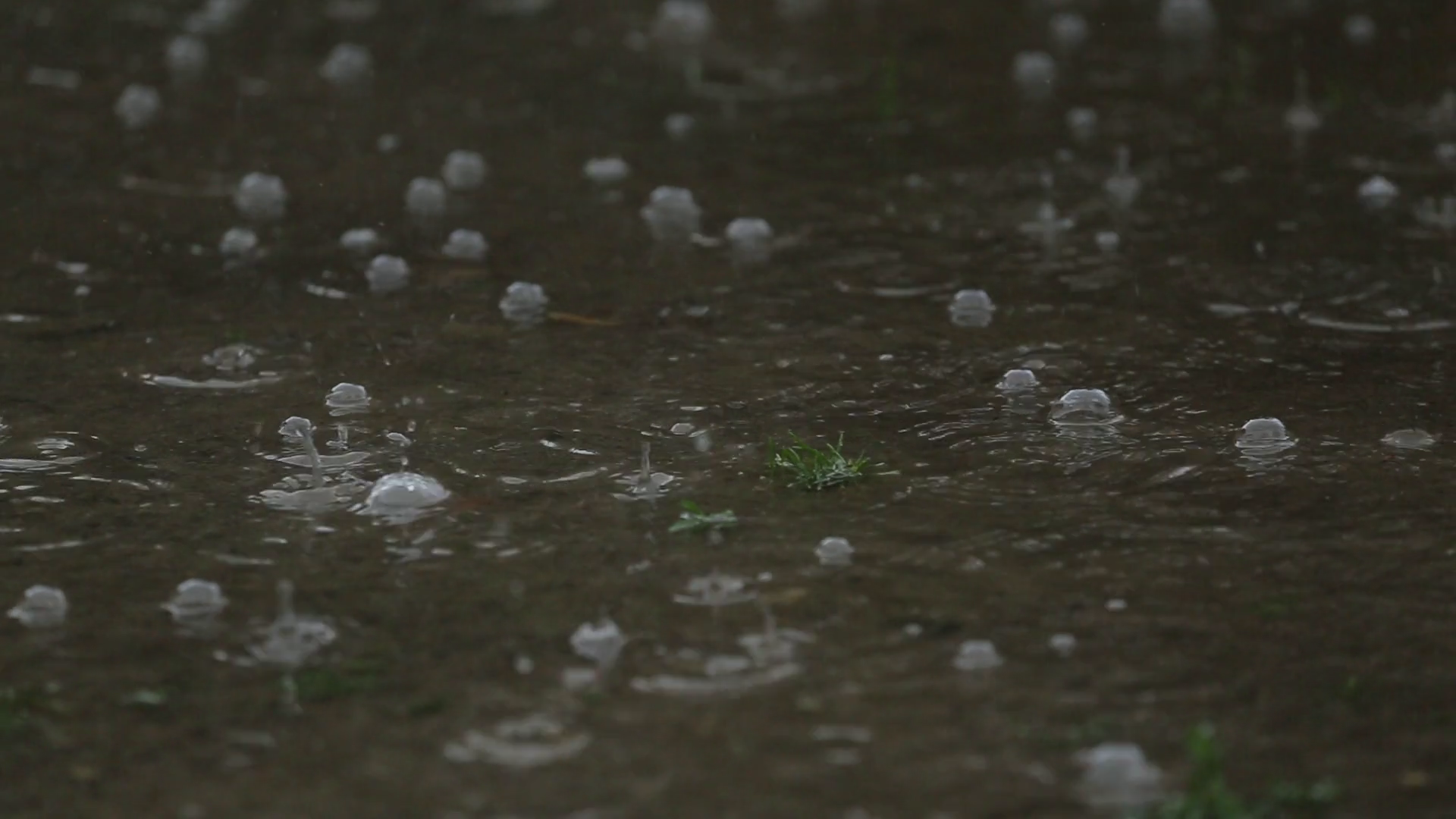 Rain Drops Fall Into Puddle Creating Water Stock Footage SBV-308588499 ...