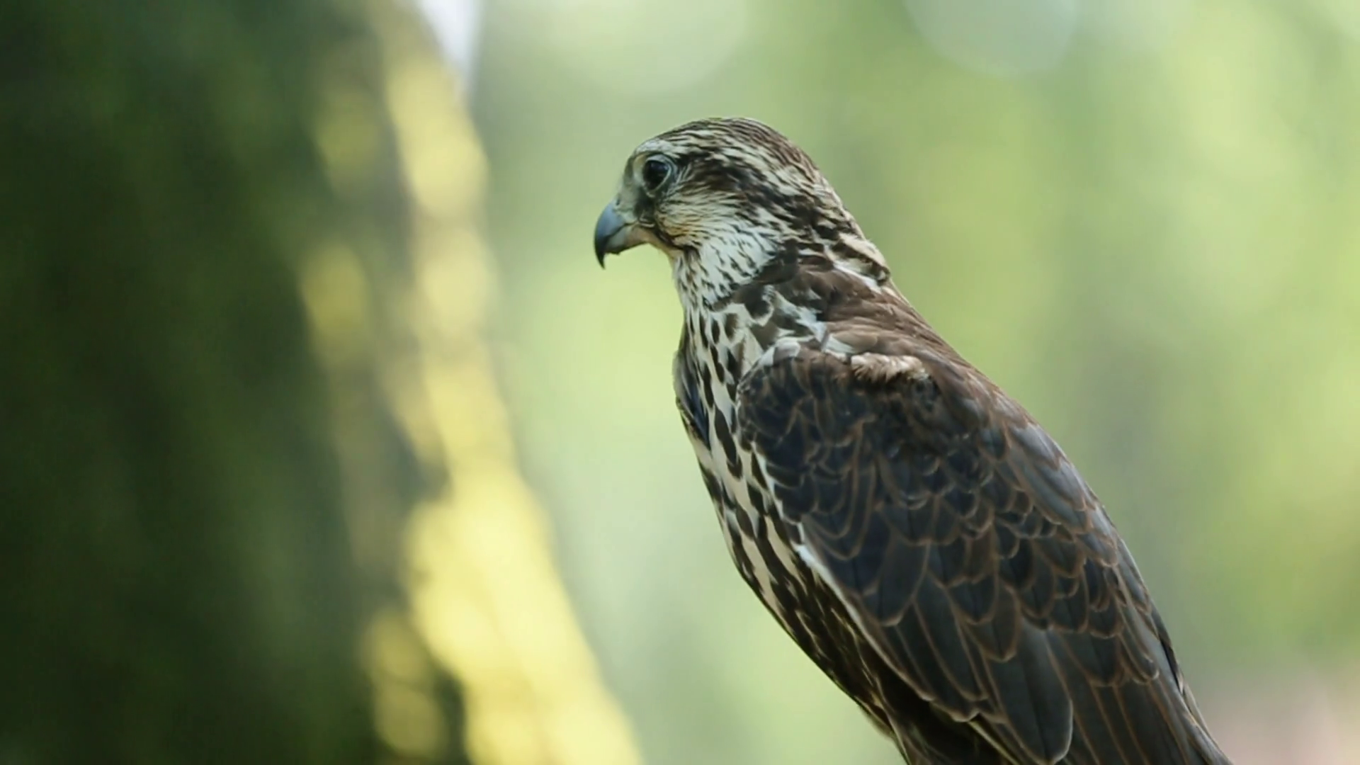 Saker Falcon Sitting On Branch In Forest Stock Footage SBV-308557936 ...
