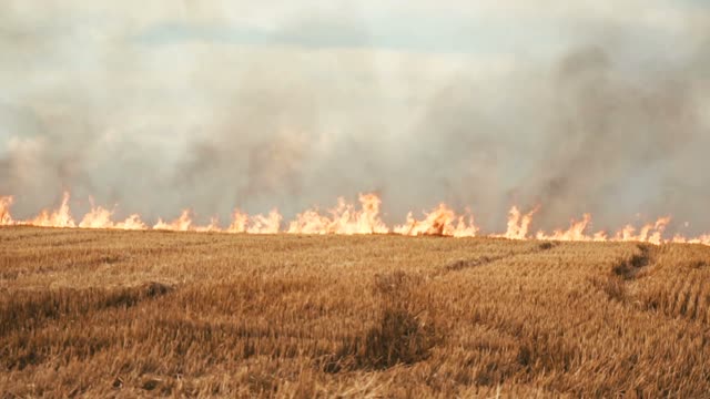 Fire Farm Stock Footage: Royalty-Free Video Clips - Storyblocks
