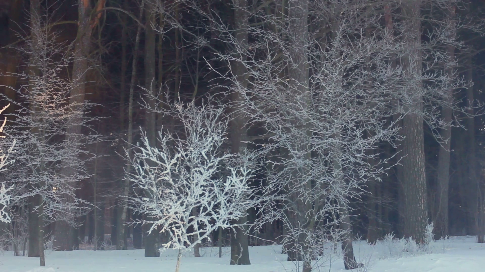 Morning In Winter Forest Sunrise In Winter Stock Footage SBV-306999767 ...