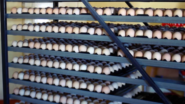 Food Factory Worker | Animals stock footage - Storyblocks