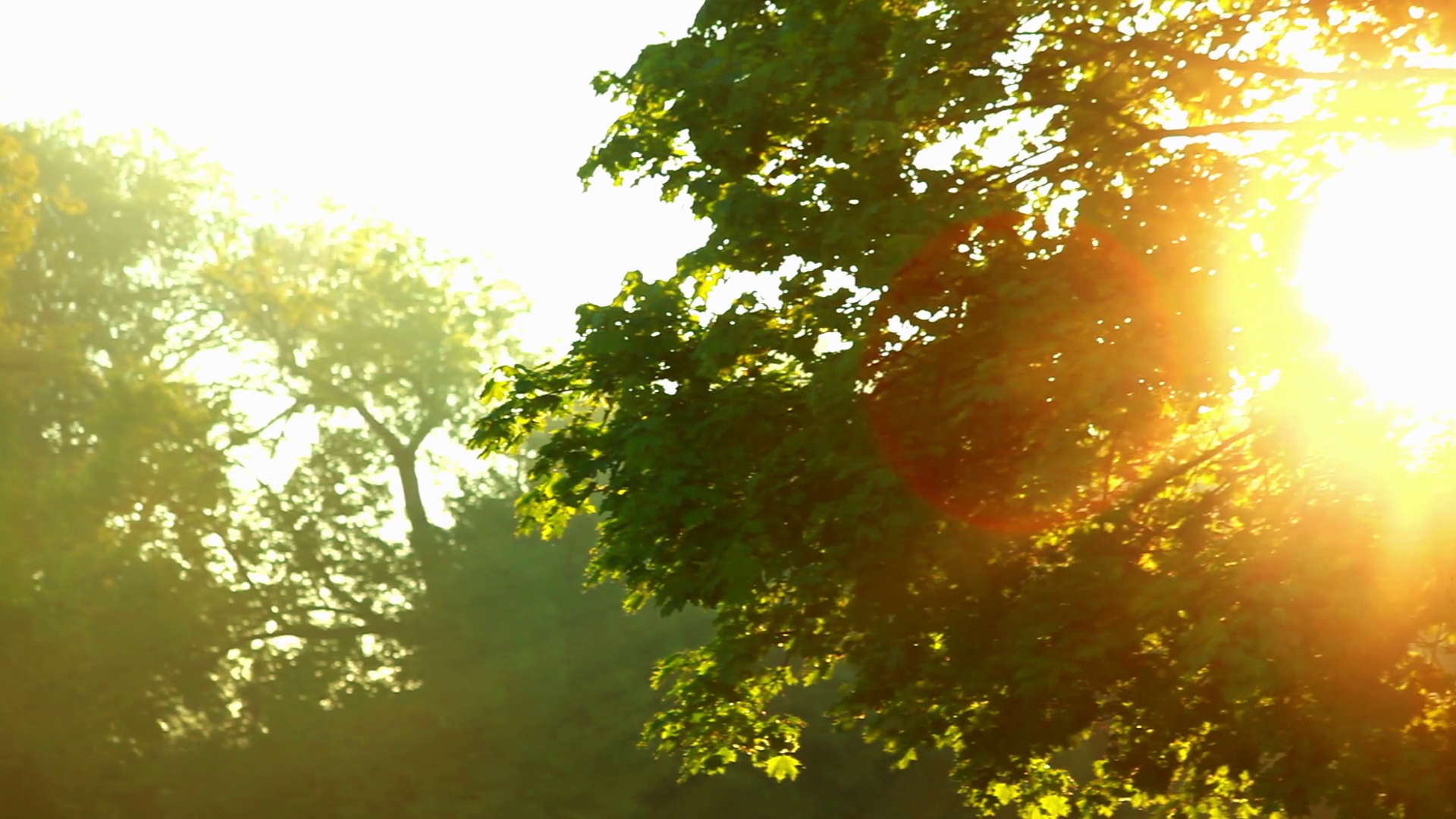 Sun beams through tree. Closeup of sun glare in the tree foliage ...
