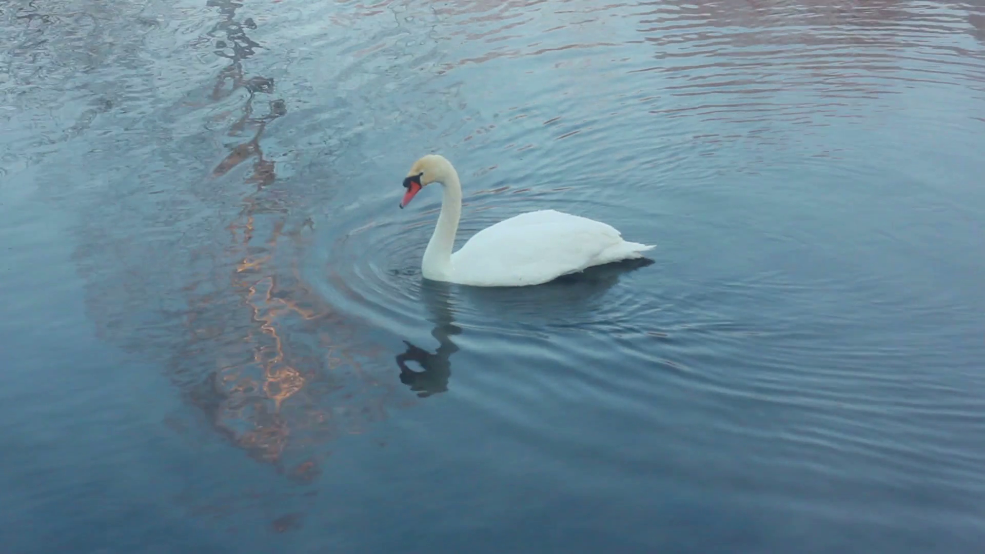 Swan Dive Diving Swan Waterfowl Bird White Stock Motion Graphics SBV ...