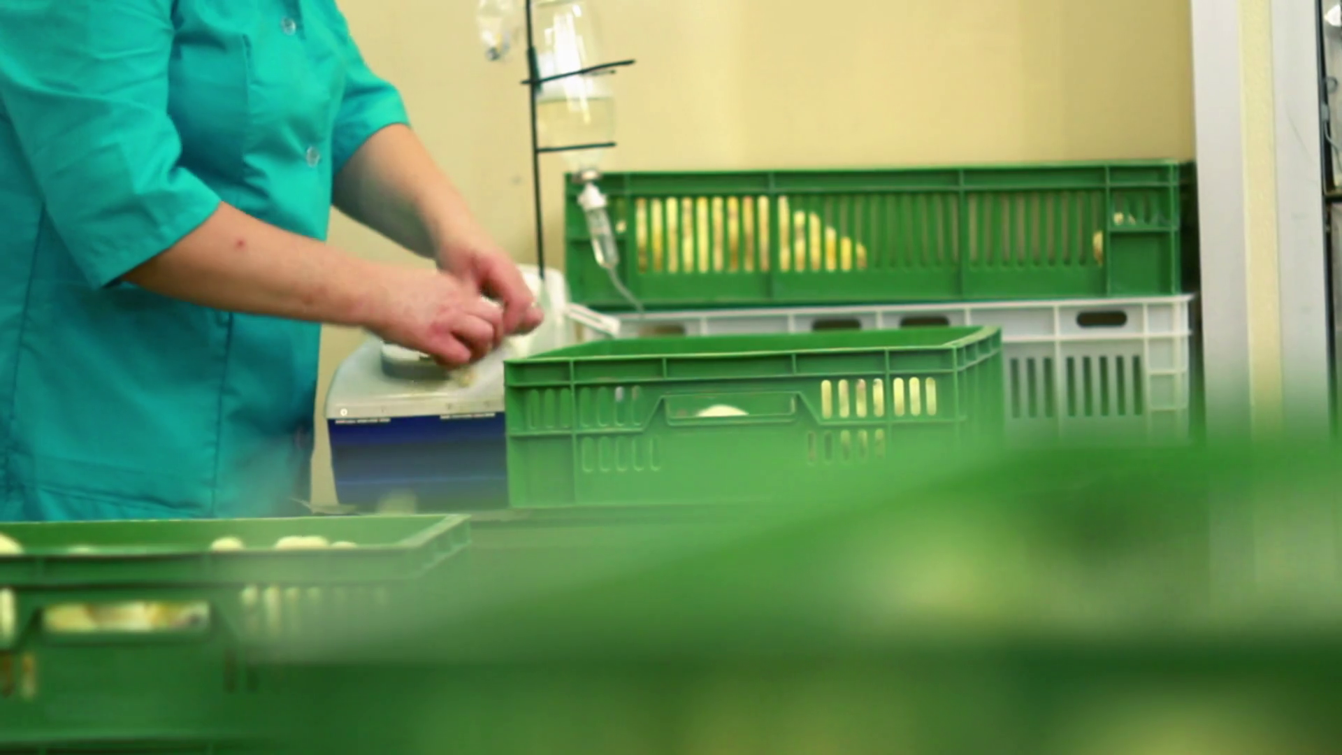 Worker Handling Baby Chickens At Poultry Farm Stock Footage SBV ...