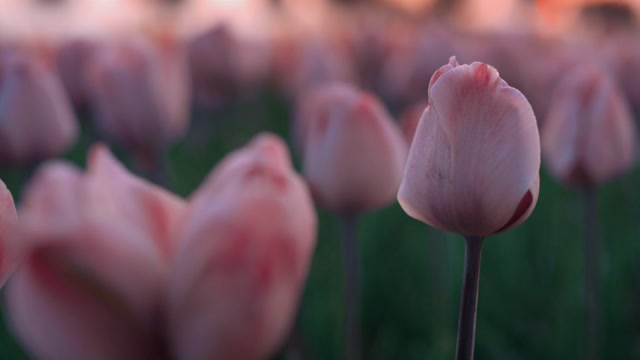 Beautiful Buds Stock Footage: Royalty-Free Video Clips - Storyblocks