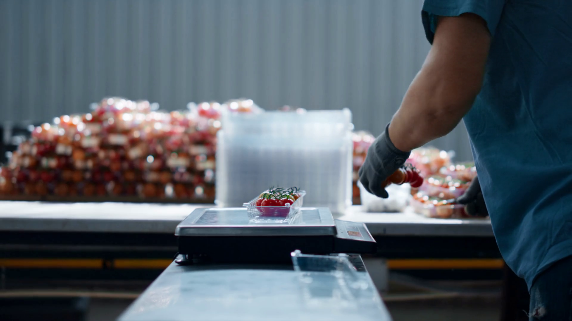 Worker Hand Packing Tomatoes Scale Weighting Stock Footage SBV ...