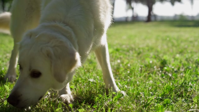 Sniffing Dog Stock Footage: Royalty-Free Video Clips - Storyblocks