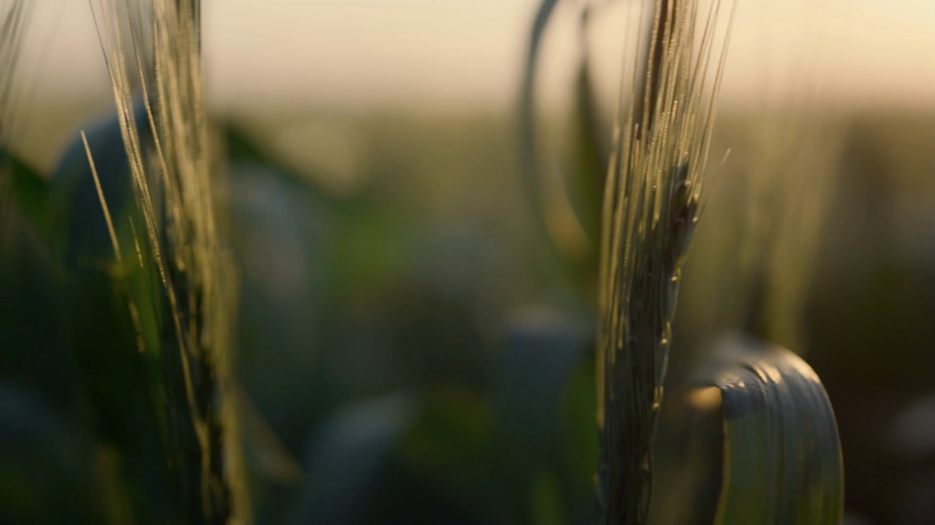 Green Spikelets Tendrils On Sunset Light Stock Footage SBV-347000263 ...