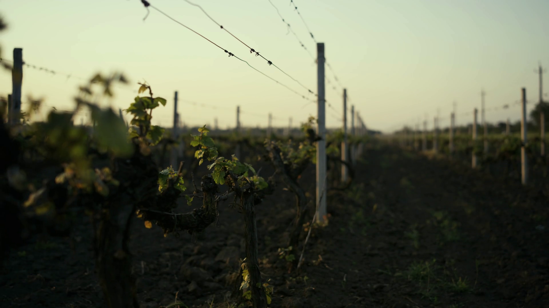 Green rows grapevine on plowed dark ground evening time. Young grape ...