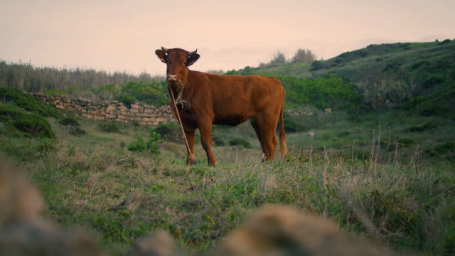 Cow Breed Stock Footage: Royalty-Free Video Clips - Storyblocks