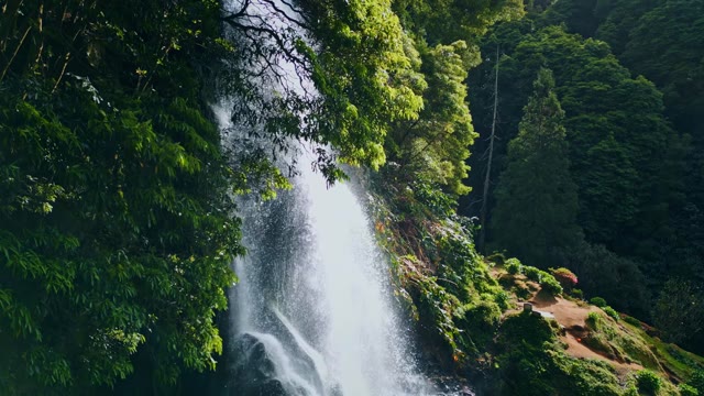 Rainforest Background Stock Footage: Royalty-Free Video Clips - Storyblocks