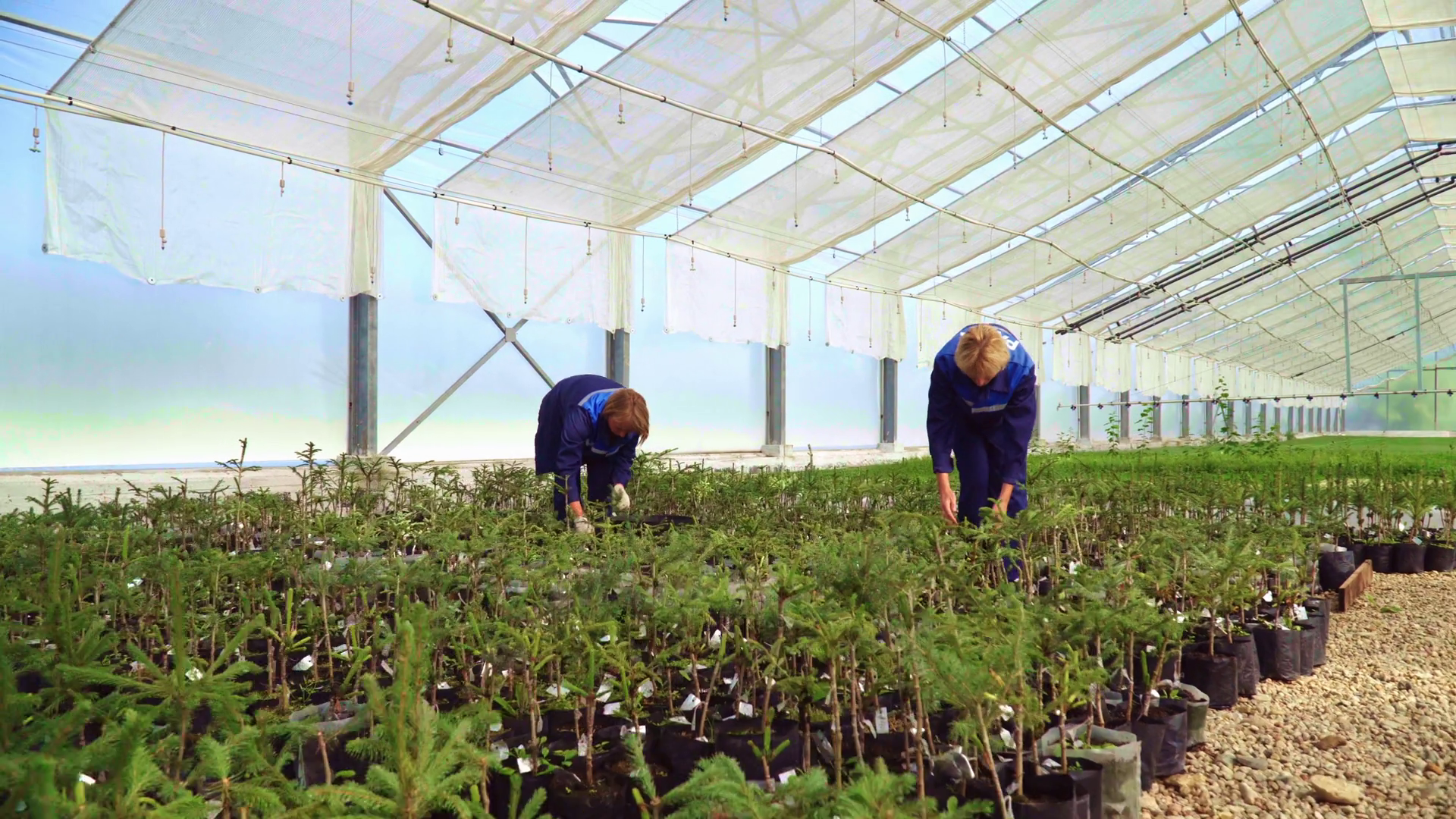 Agronomists Work In Greenhouse Women Stock Footage SBV-334415047 ...