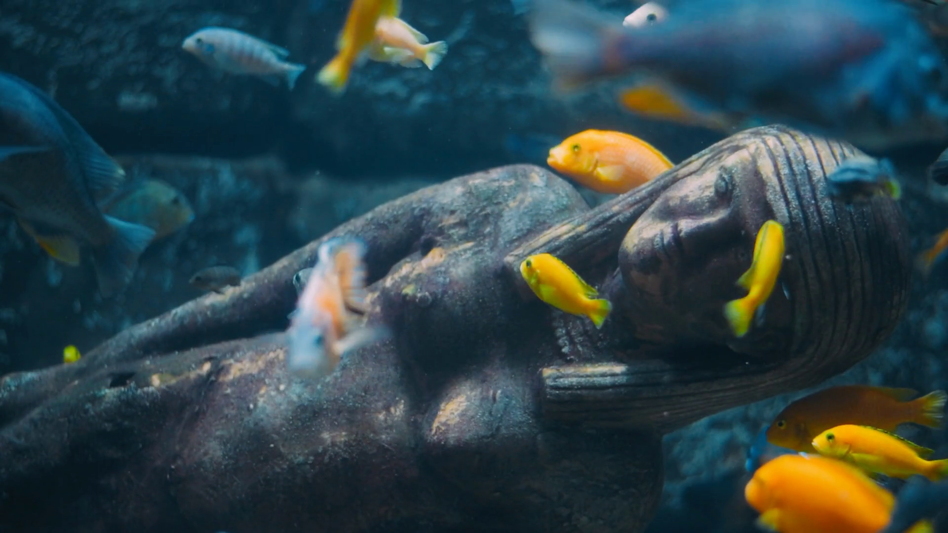 Aquarium Fish Swim Underwater In Aquarium Stock Footage SBV-331772791 ...