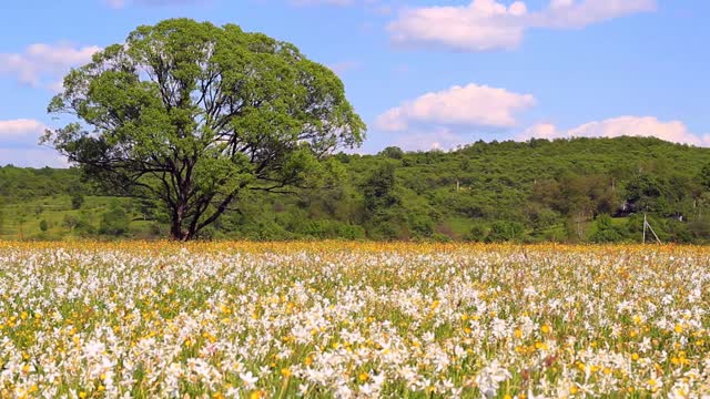 Spring Background Stock Footage: Royalty-Free Video Clips - Storyblocks