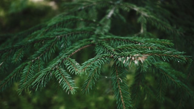 Pine Tree Animated Stock Footage: Royalty-Free Video Clips - Storyblocks