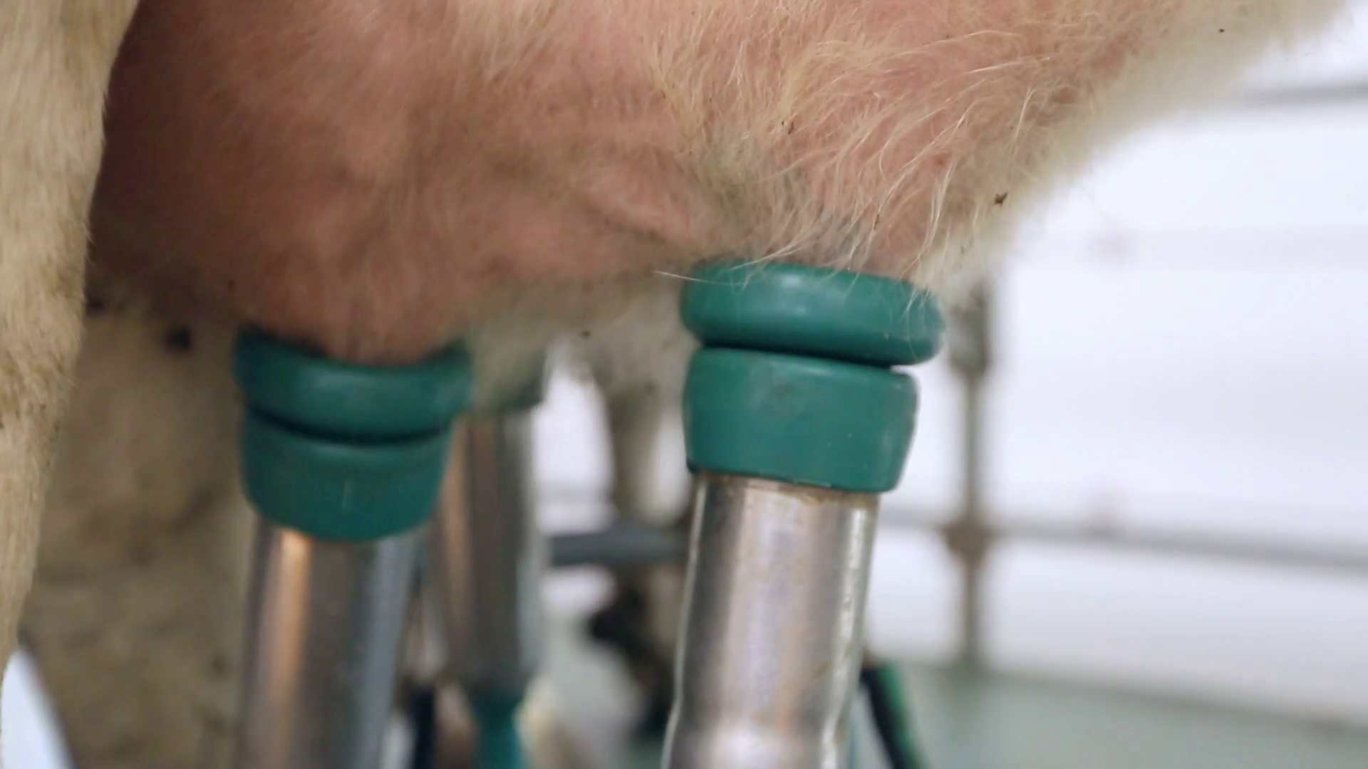 Equipment Milking Cows Cow Milking Machine Stock Footage SBV-317359590 ...