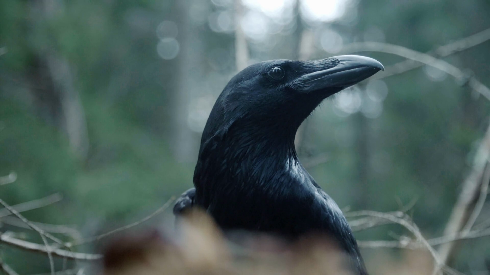 Raven Perched On Tree In Forest Close Up Of Stock Footage SBV-336313731 ...