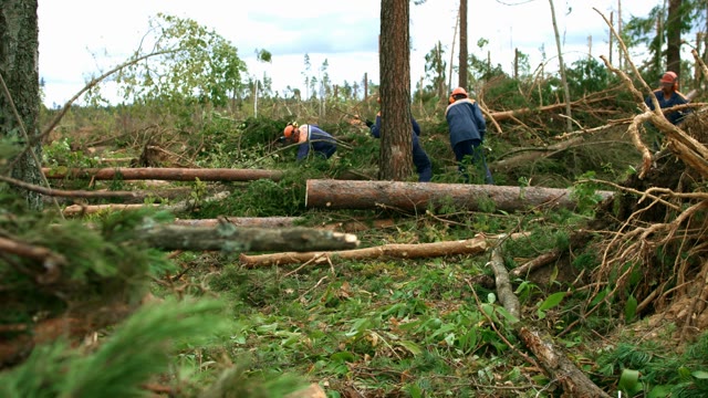Logging In Stock Footage: Royalty-Free Video Clips - Storyblocks