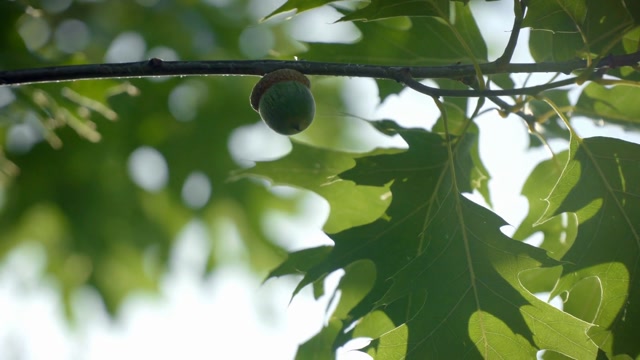 Oak Tree Stock Footage: Royalty-Free Video Clips - Storyblocks