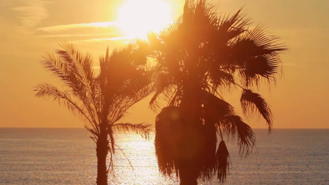Beautiful Palm Trees Stock Footage: Royalty-Free Video Clips - Storyblocks