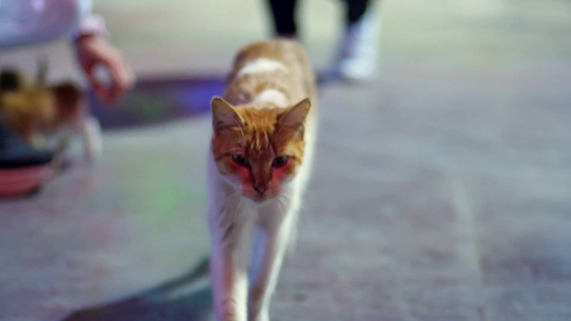 Red cat walking outdoor on road. Cat on street. Red and white big ...