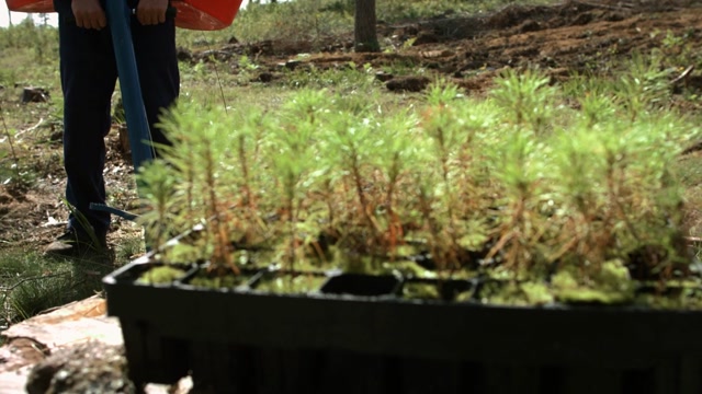 Tree Root Growing Animation Stock Footage: Royalty-Free Video Clips ...