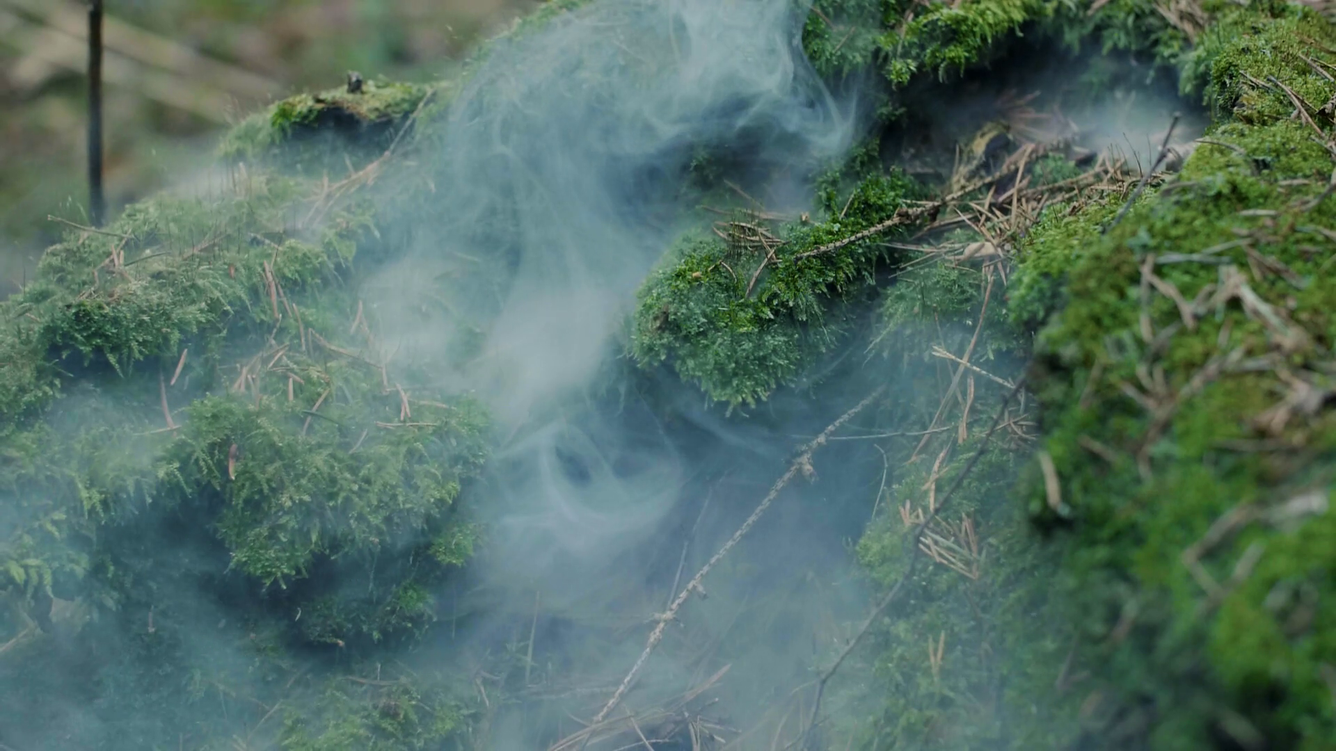 Smoke In Forest Smoke Spreading Through Stock Footage SBV-336313392 ...