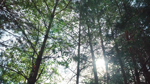 Dense Crown Stock Footage: Royalty-Free Video Clips - Storyblocks