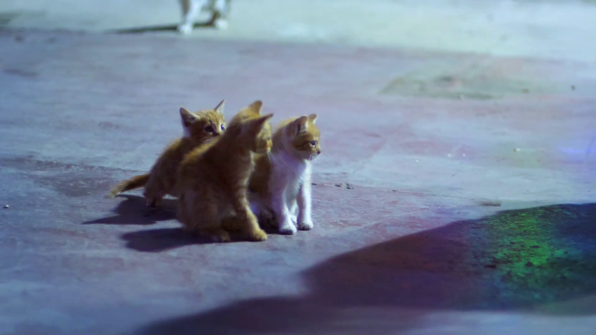 Three red kitten playing outdoor. Beautiful homeless kittens living on ...