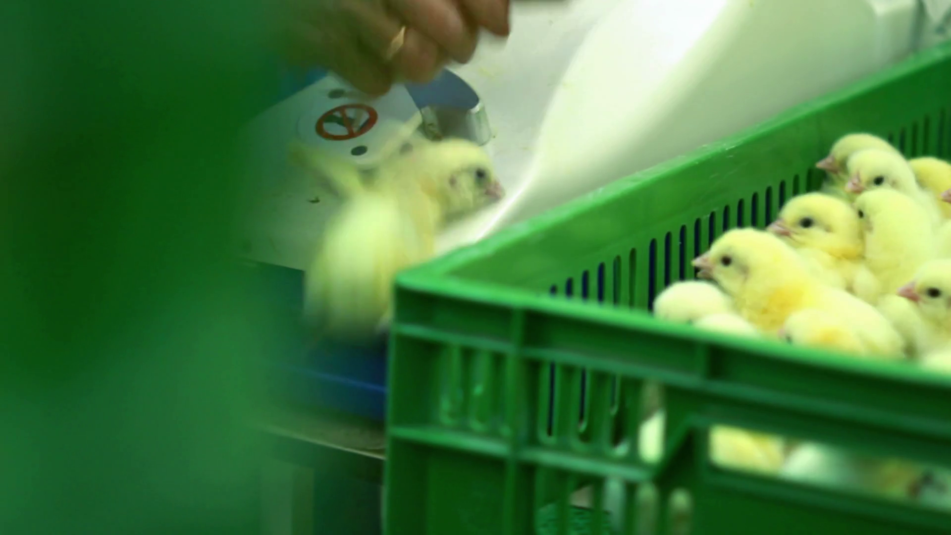 Manual Worker Sorting Small Chickens At Stock Footage SBV-304583675 ...
