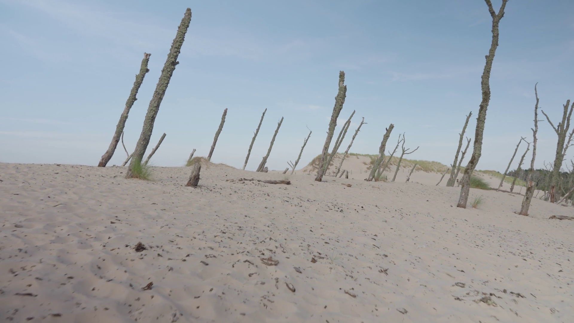 Landscape Scenery Of Dry Remains Of Dead Stock Footage SBV-352201209 ...