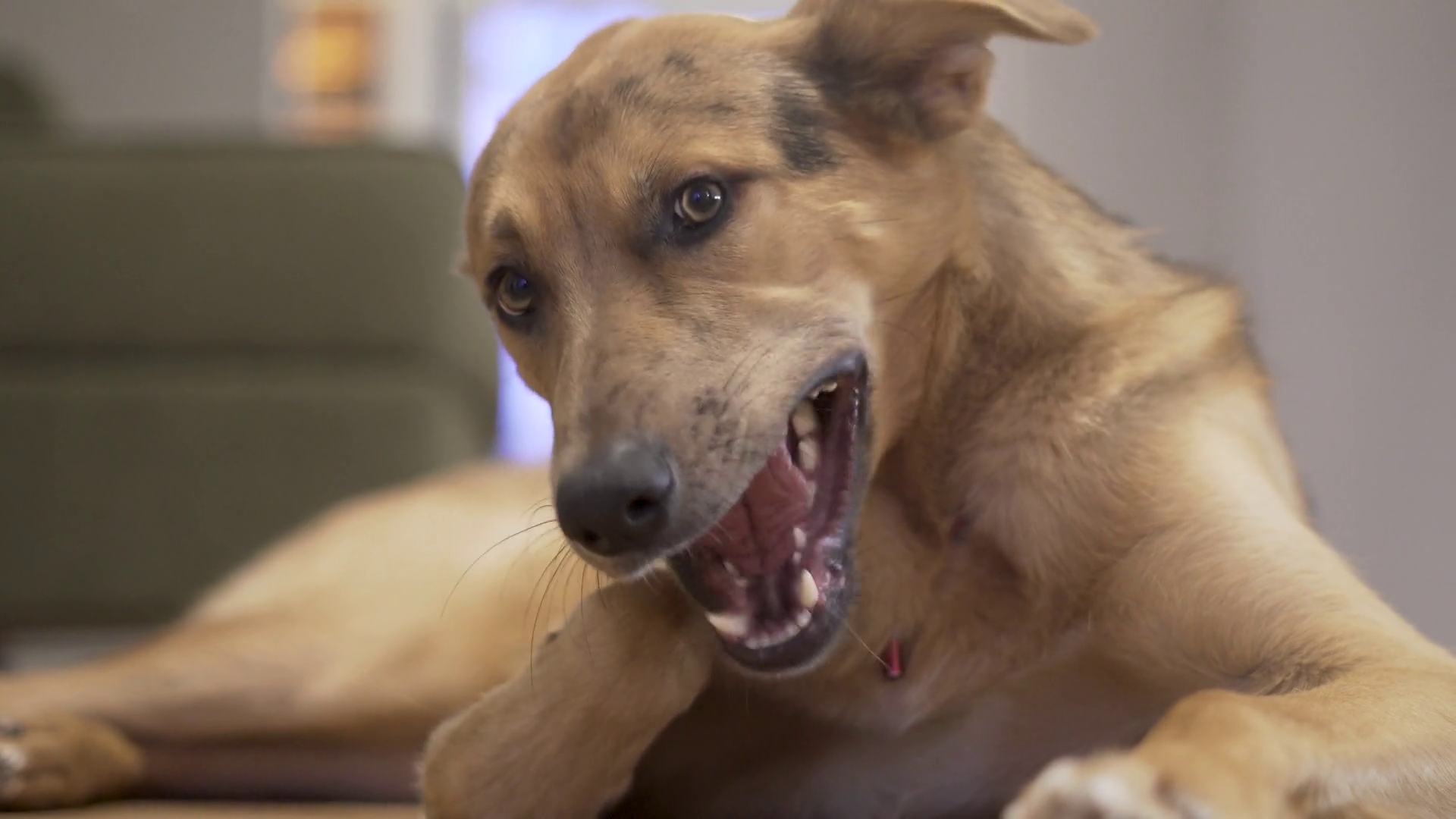 Domestic Dog Gnaws Bone On Floor Stock Footage SBV-348363395 - Storyblocks
