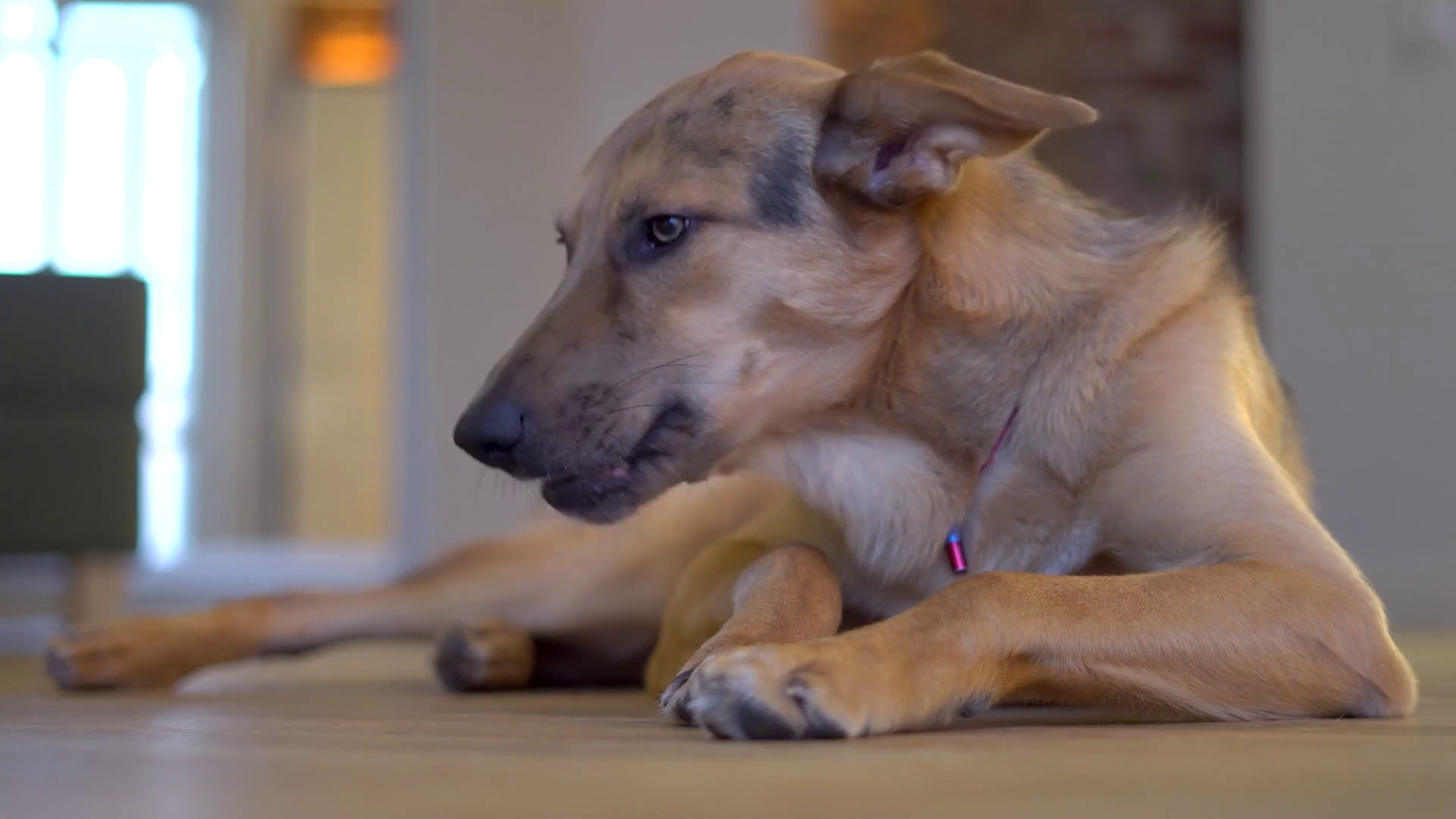 Domestic Dog Gnaws Bone On Floor Stock Footage SBV-348503930 - Storyblocks