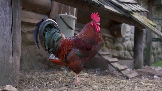 Rooster Crow Stock Footage: Royalty-Free Video Clips - Storyblocks