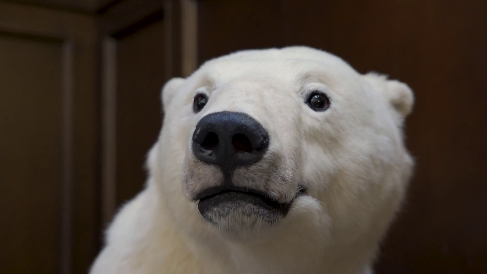 Stuffed White Bear Trophy In Hunter's House Stock Footage SBV-347772011 ...