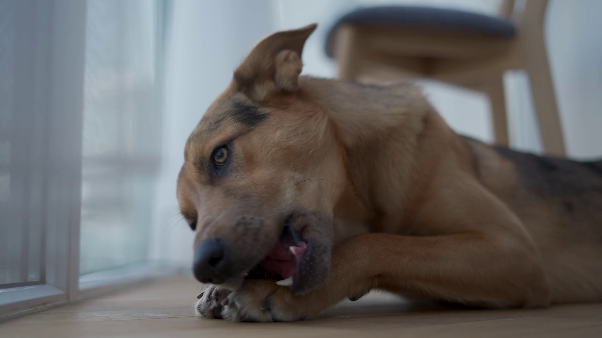 Domestic Dog Gnawing On Bone On Balcony Stock Footage SBV-347578247 ...