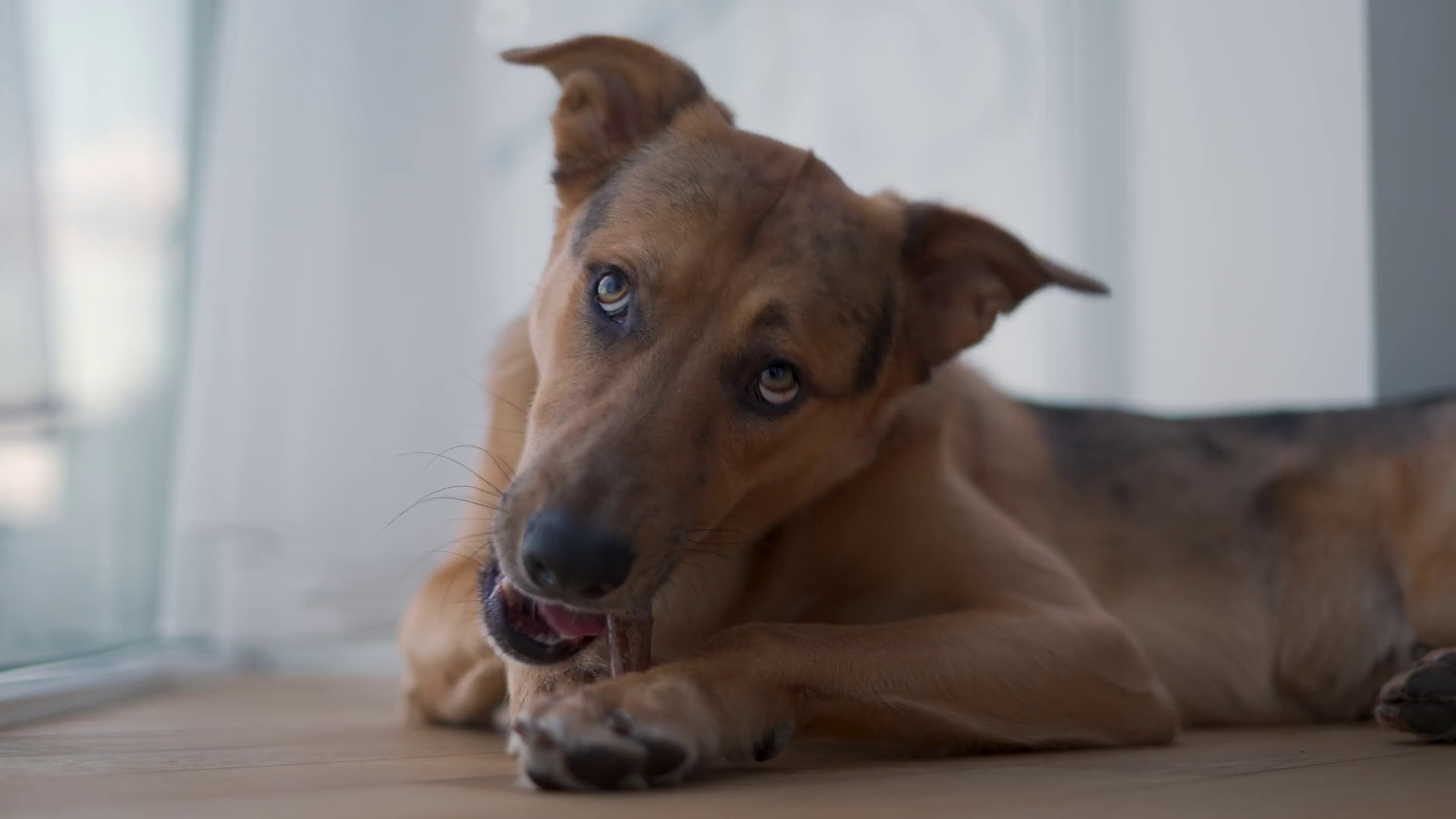Domestic Dog Gnawing On Bone On Balcony Stock Footage SBV-348656075 ...
