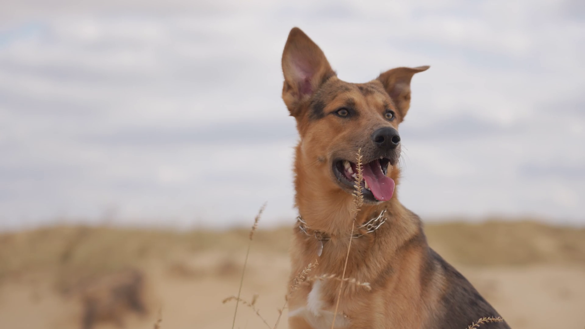 Stray Dog On Dune In Desert Stock Footage SBV-347485774 - Storyblocks
