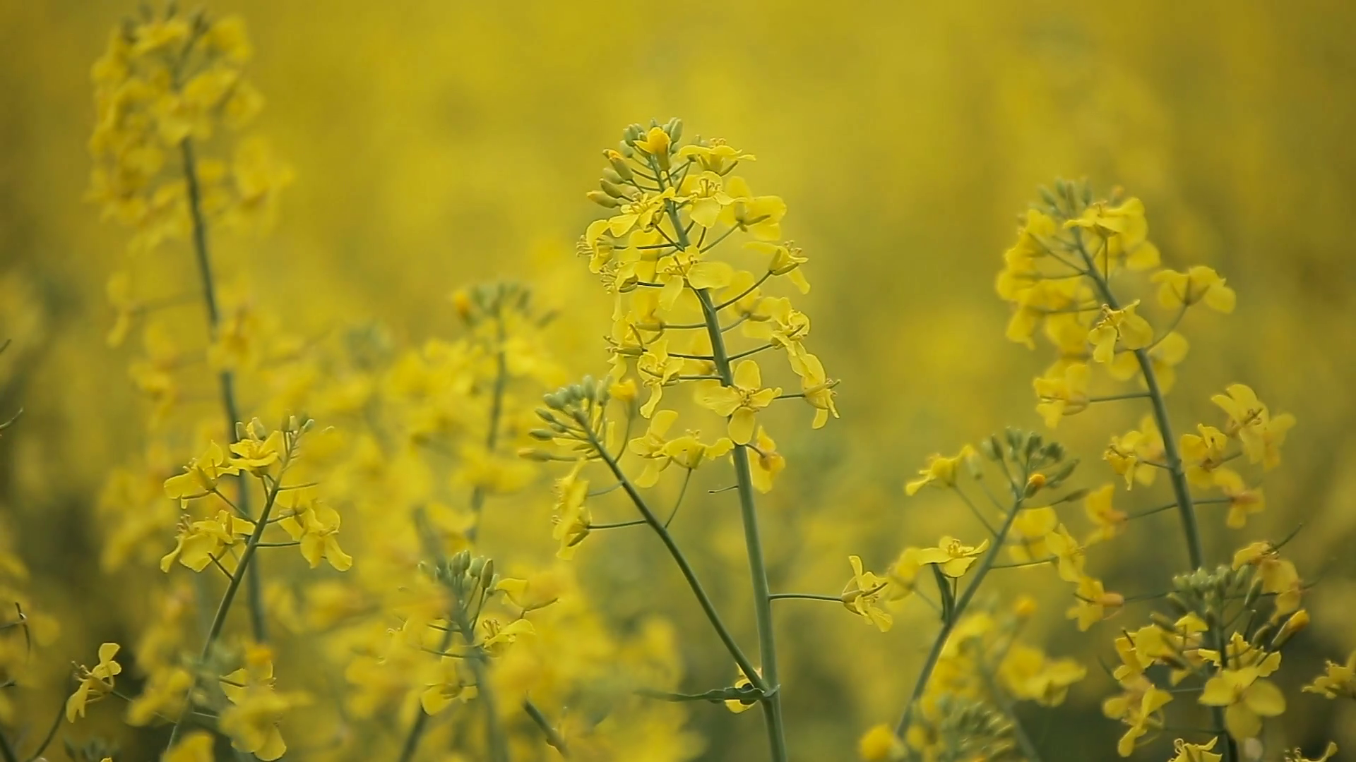 Blooming Yellow Flowers Colza In Rapeseed Stock Footage SBV-315687632 ...