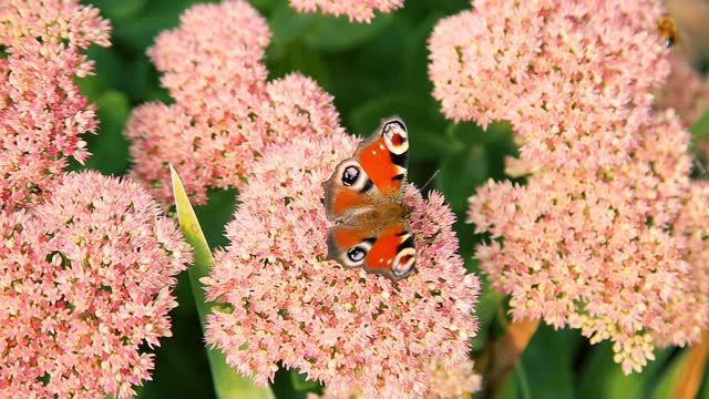 Download Royalty Free Butterfly Videos - Butterfly Stock Footage