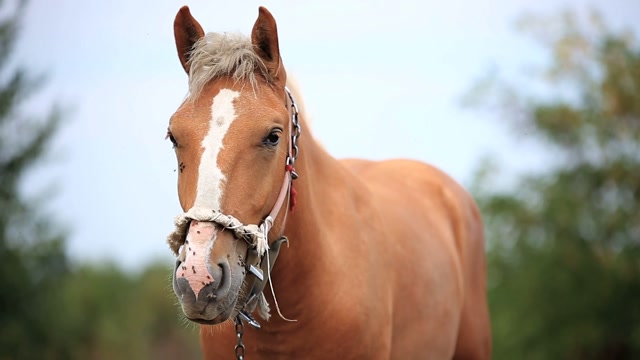 Download Royalty Free Horse Videos - Horse Stock Footage