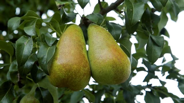 Pears Trees Stock Footage: Royalty-Free Video Clips - Storyblocks