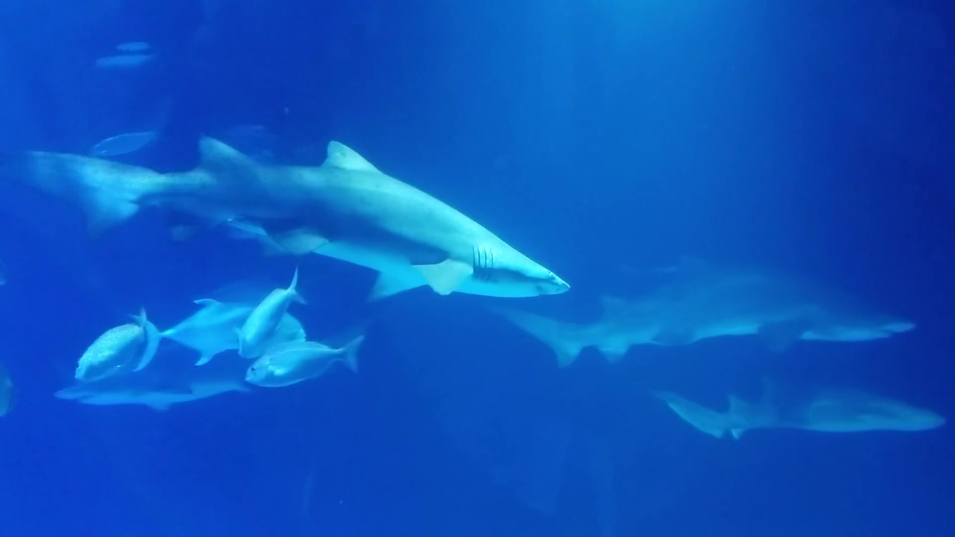 Fish Swimming Alongside Sharks In Shark-tank Stock Footage SBV ...