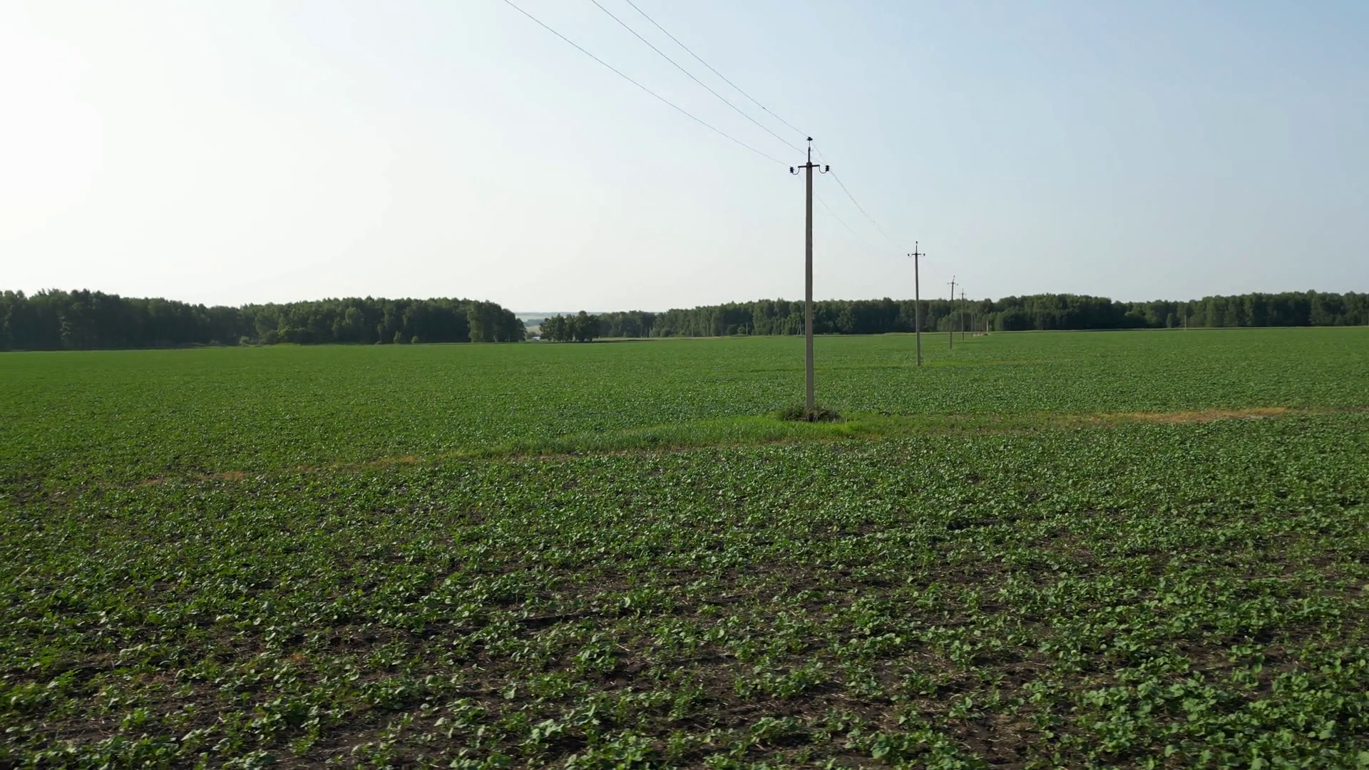 Electricity Pole Rising Through Lush Stock Footage SBV-352903214 ...