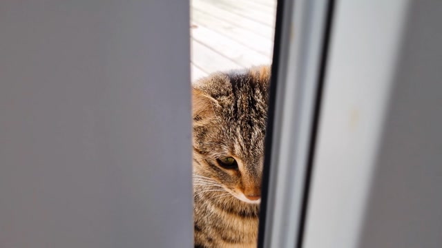 Stalker Watching Family Through Window Stock Footage: Royalty-Free ...