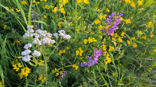 Nebraska Native Plants Stock Footage: Royalty-Free Video Clips - Storyblocks
